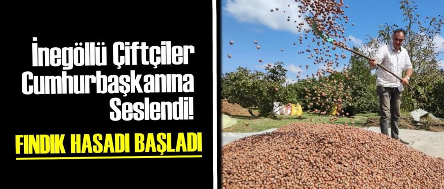 İNEGÖL'DE FINDIK HASADI BAŞLADI